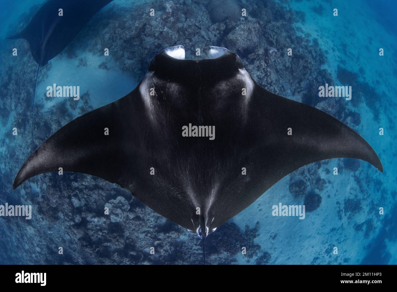 An oceanic manta ray (Mobula birostris) under the ocean Stock Photo - Alamy