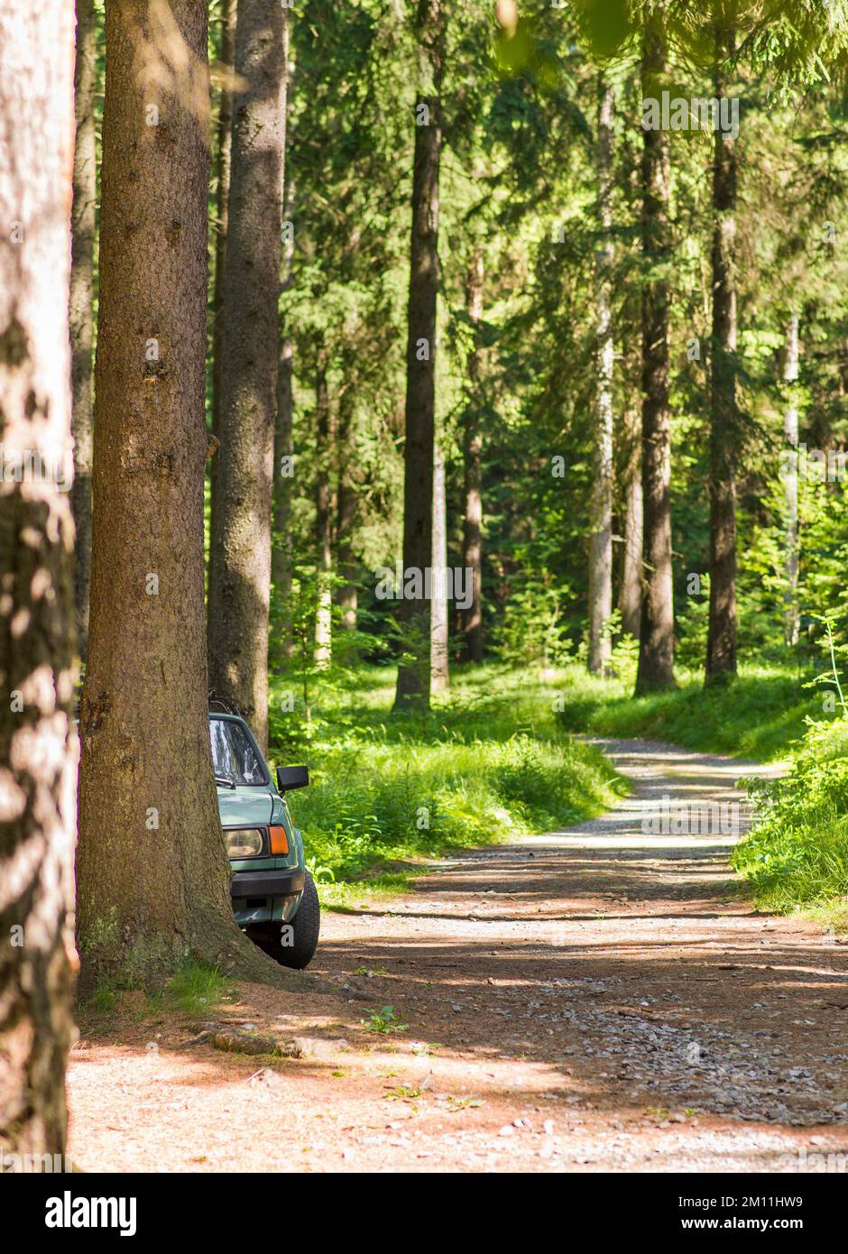 A closeup of a car hiding behind a tree in the forest with beautiful ...