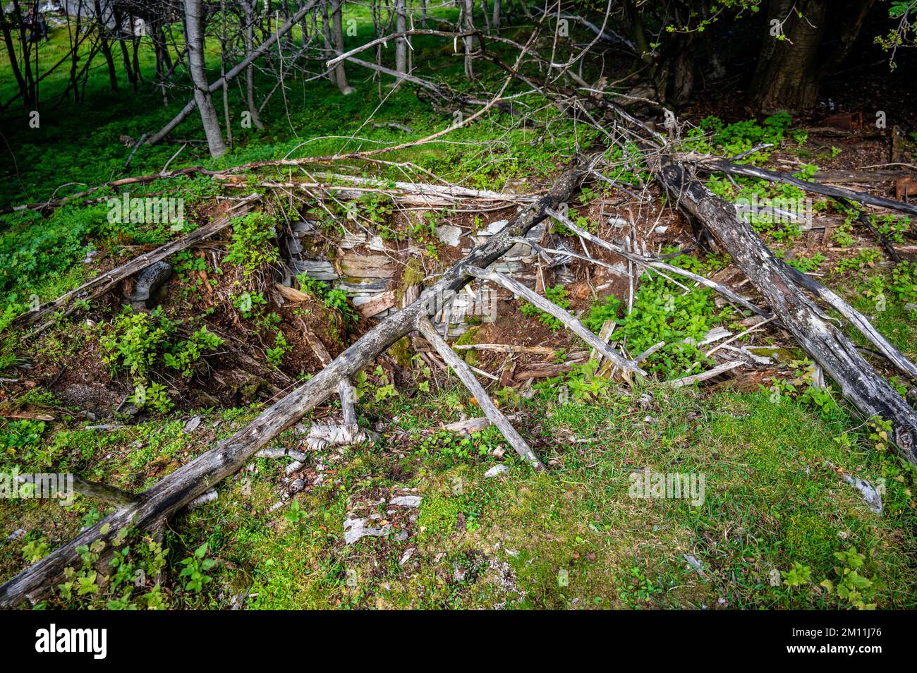 A closeup of broken dry tree branches on a green covered ground Stock ...