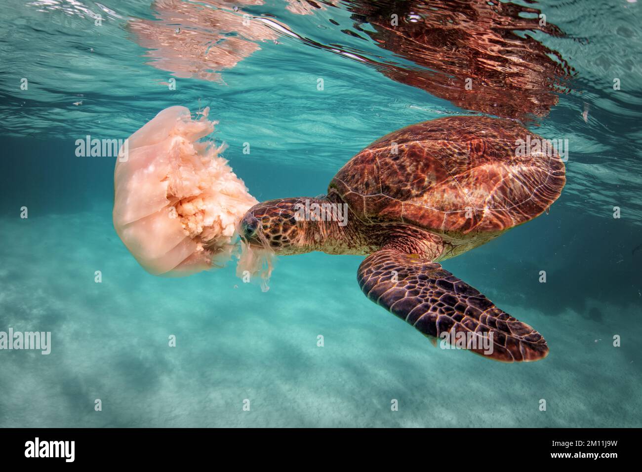 A green sea turtle (Chelonia mydas) playing with a jellyfish under the ...