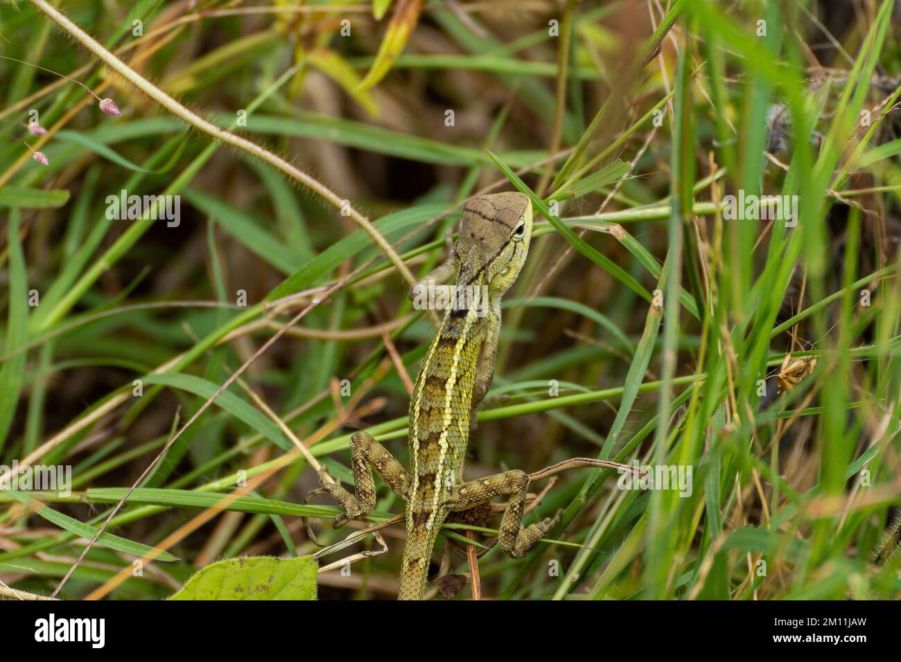 A selective of a green garden lizard in green grass Stock Photo - Alamy