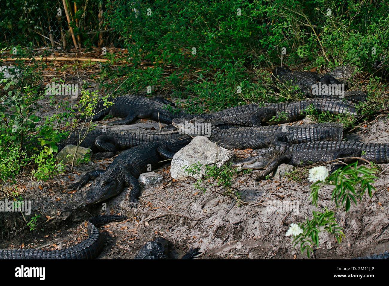 Alligators hi-res stock photography and images - Alamy