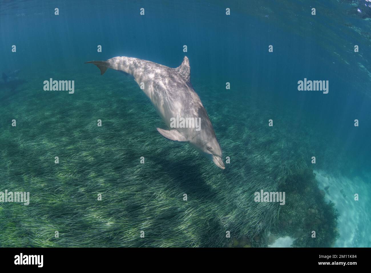 Dolphin dive under water hi-res stock photography and images - Alamy