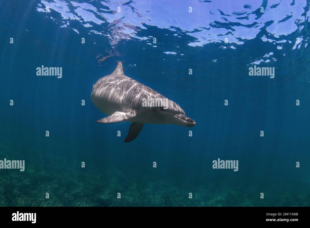 A dolphin swimming under the water Stock Photo - Alamy