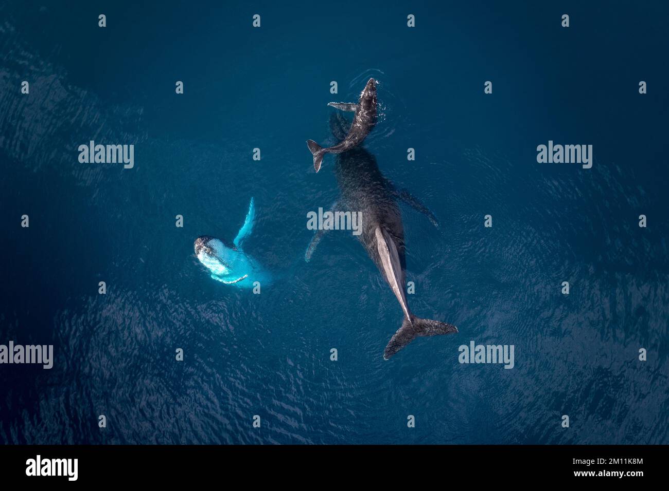 A bird's eye view of dolphins in the clear ocean water Stock Photo - Alamy