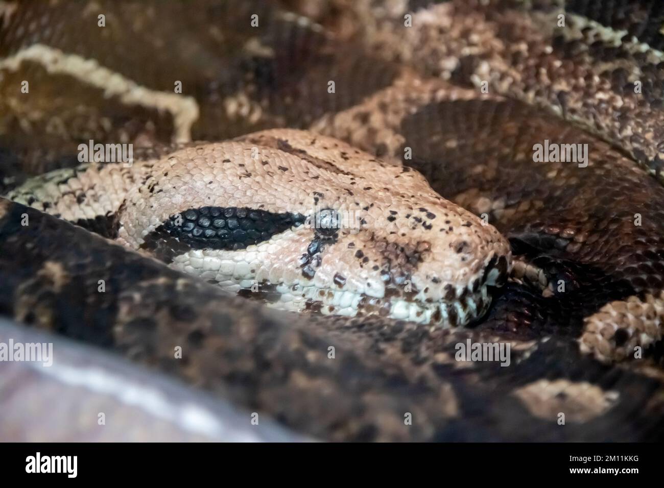 Large yellow snake in a terrarium close up Stock Photo - Alamy