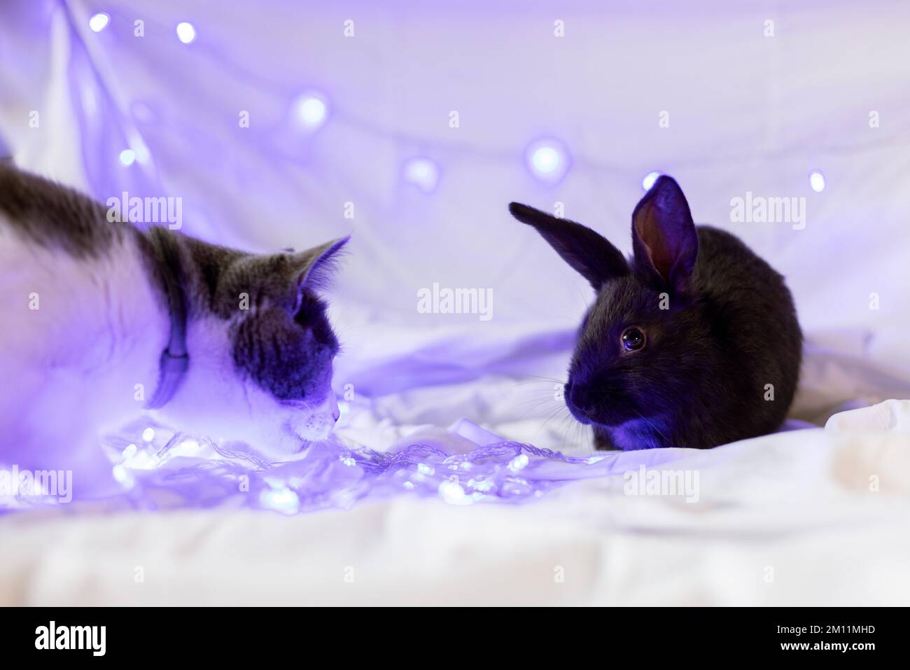 Little black rabbit with a cat on a white background with blue ...