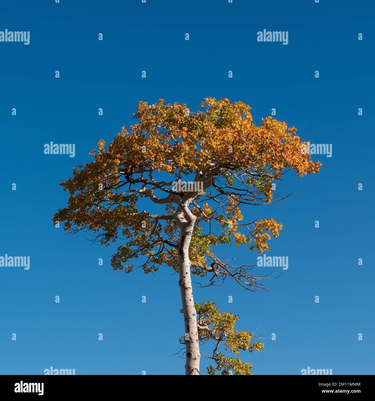 Golden aspen hi-res stock photography and images - Alamy