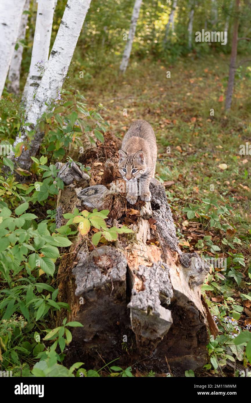 Bobcat (Lynx rufus) Stands Atop Decaying Log Autumn - captive animal ...