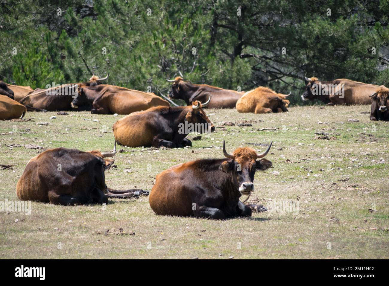 Countryside pasture animals hi-res stock photography and images - Alamy
