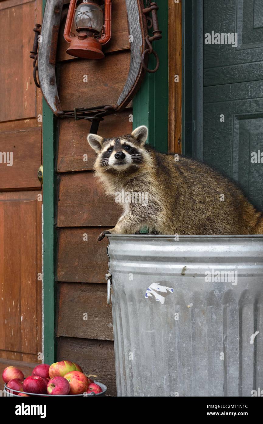 Raccoon (Procyon lotor) in Trash Can Turns and Looks Up - captive ...