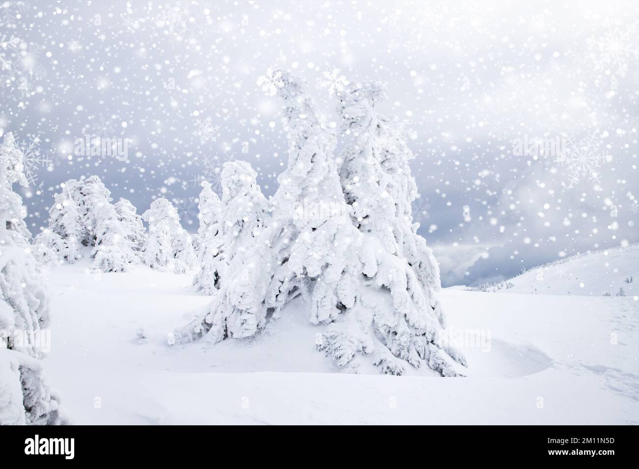 magical frozen winter landscape with snow covered fir trees Stock Photo ...