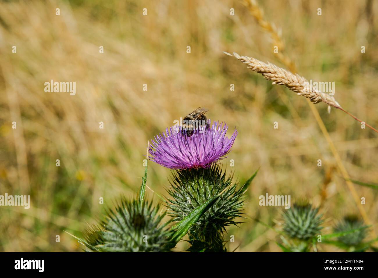 Bees collecting pollen on purple thistle flower Stock Photo - Alamy