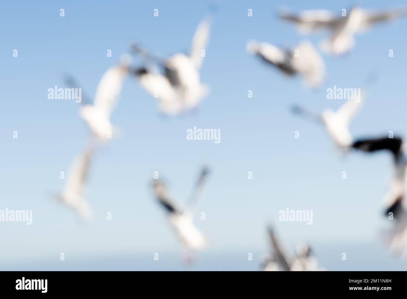 Blurred birds in flight background image seagulls against blue sky ...