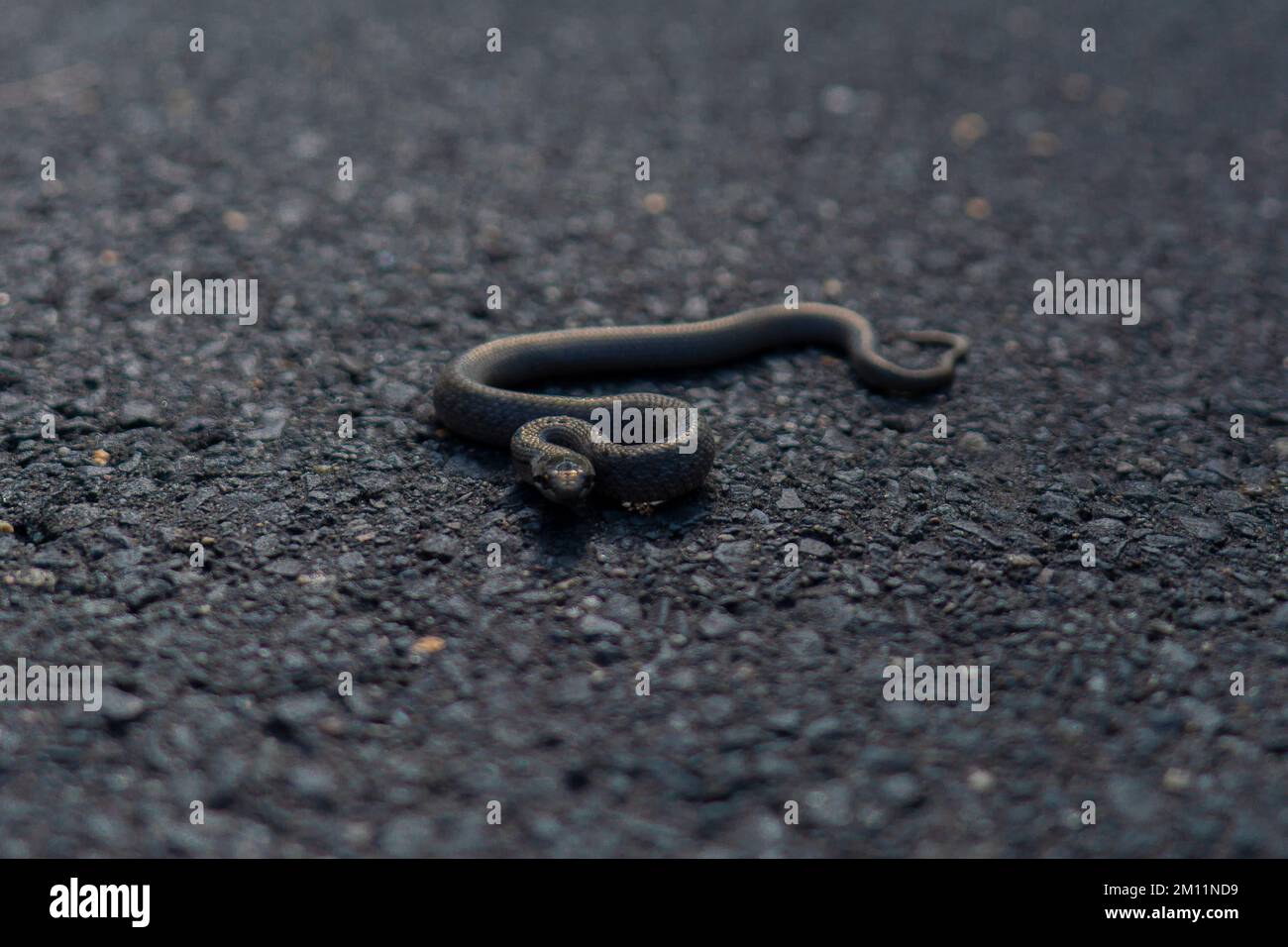Poisonous snake, baby adder in autumn on a bike path in the forest ...
