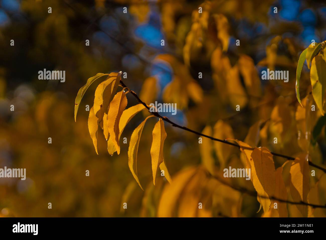 Young deciduous tree in autumn with yellowish discolored leaves hi-res ...