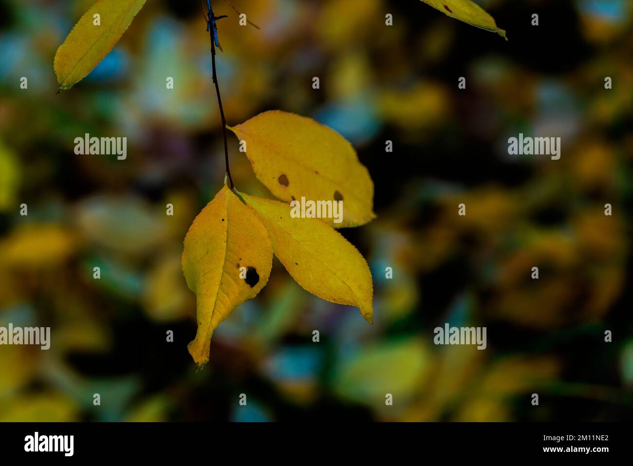 Individual yellow leaves in autumn on a deciduous tree hi-res stock ...