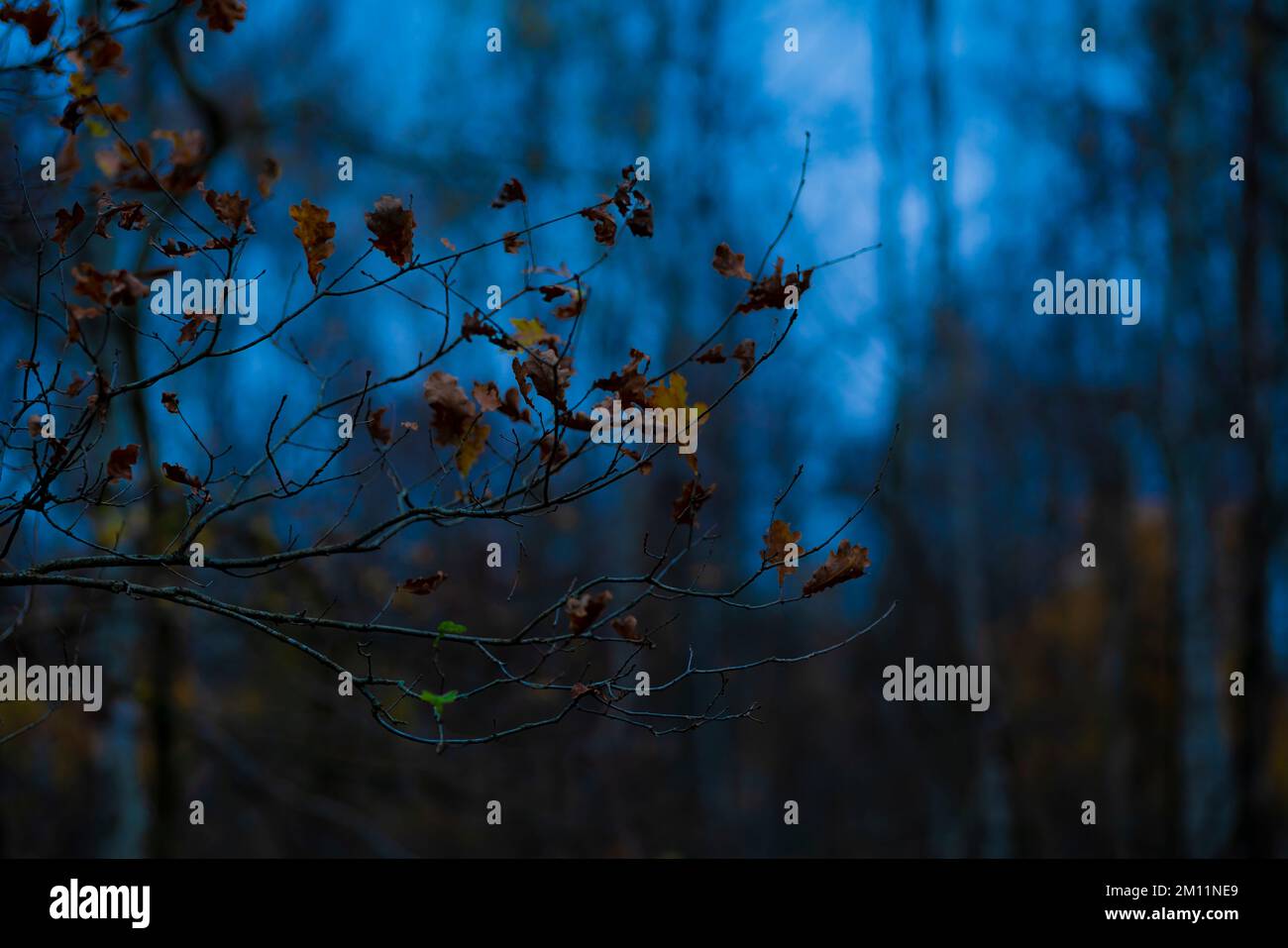 Young oak tree on a gloomy autumn day with the last brown discolored ...