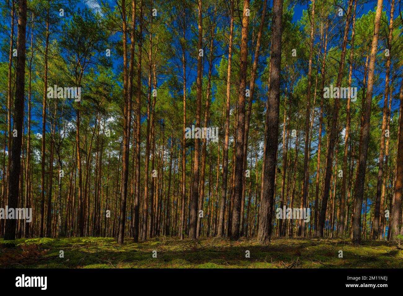 Pine day hi-res stock photography and images - Alamy