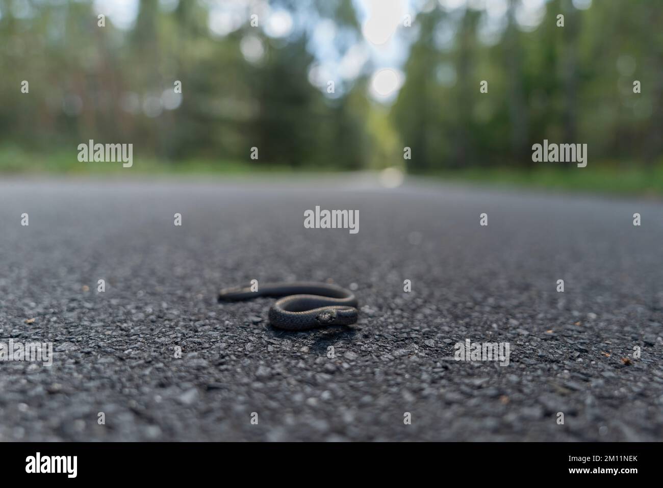 Poisonous snake, baby adder in autumn on a bike path in the forest ...
