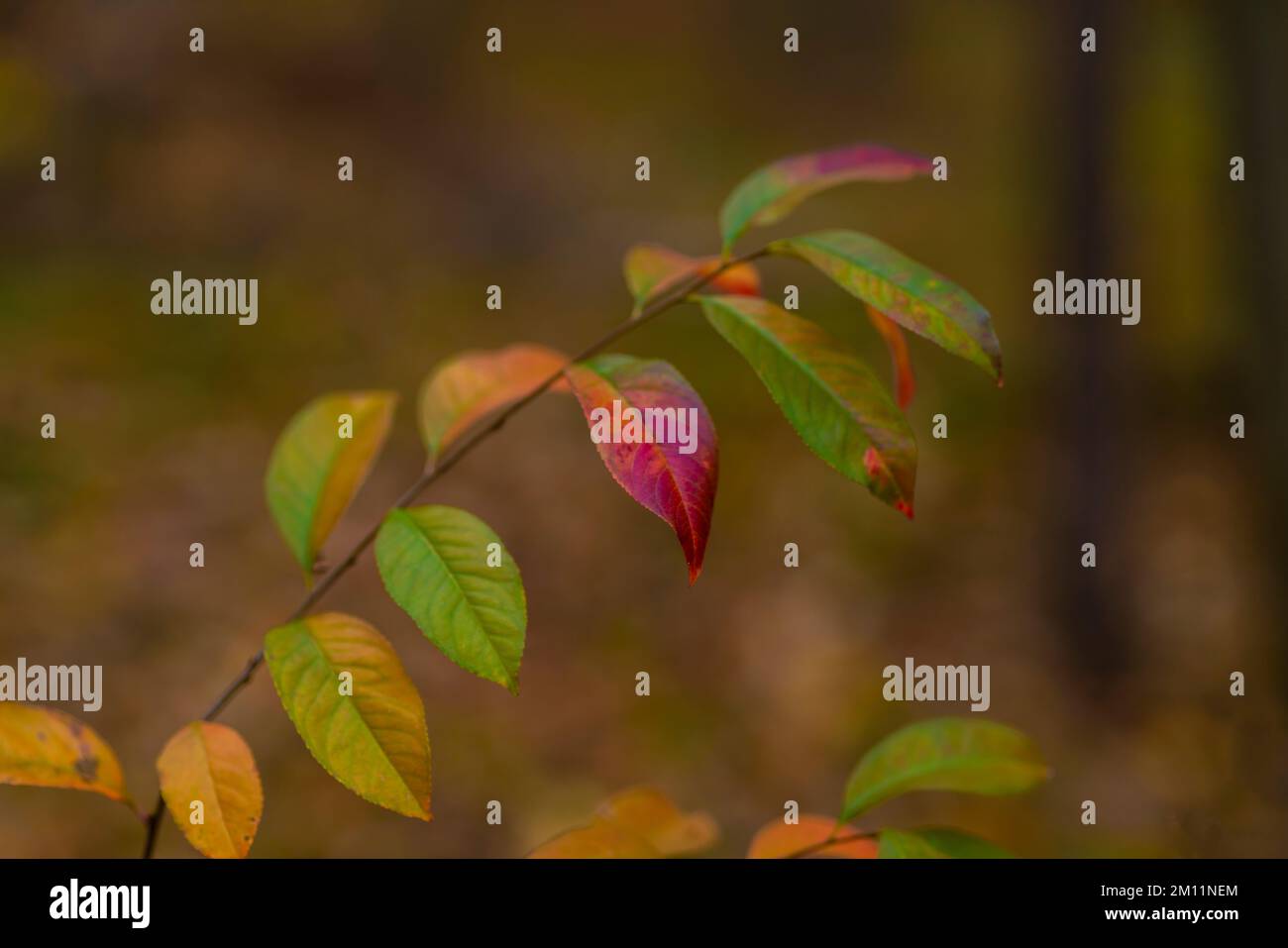Colorfully discolored leaves in autumn on a young deciduous tree hi-res ...