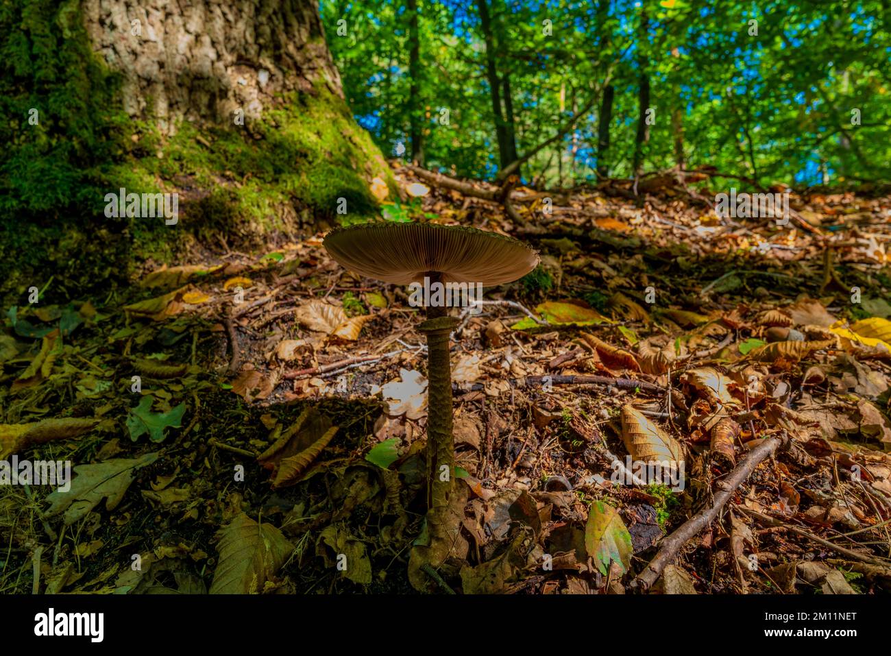 Large poisonous fungus in autumn in the forest, not edible Stock Photo ...