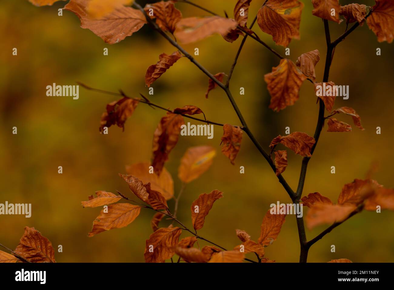 Young beech tree in autumn with golden brown discolored leaves hi-res ...