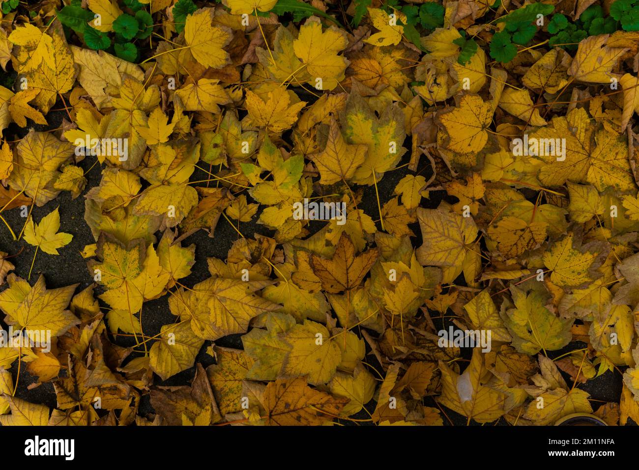 Beginning of autumn, the first leaves change colour and fall to the ...