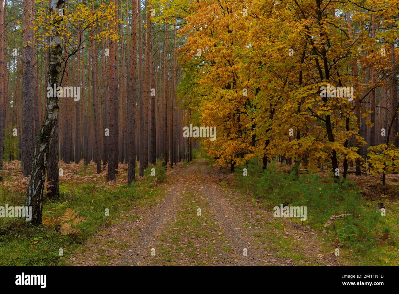 Beginning of autumn, forest path in Germany, the first leaves change ...