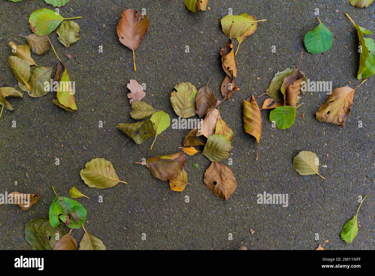 Beginning of autumn, the first discolored leaves of various trees lie ...