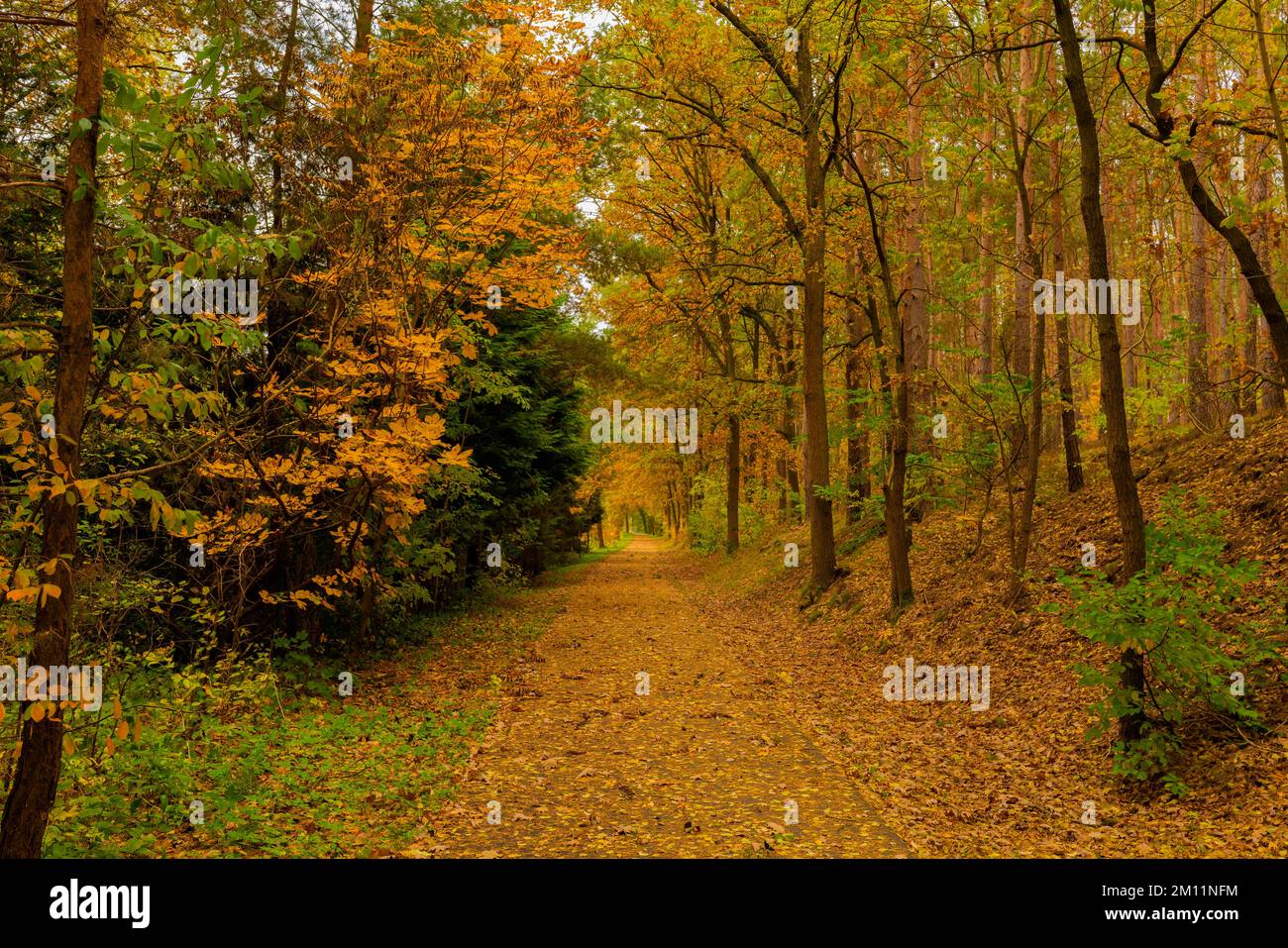 Beginning of autumn, cycle path in a forest, the first leaves change ...