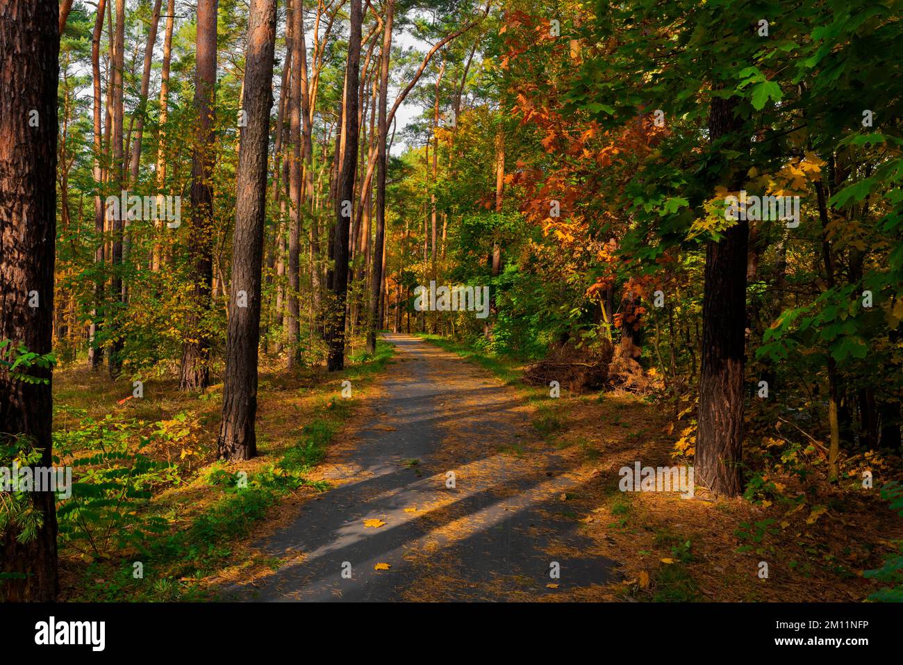 The beginning of autumn, cycle path in nature, the first leaves on the ...