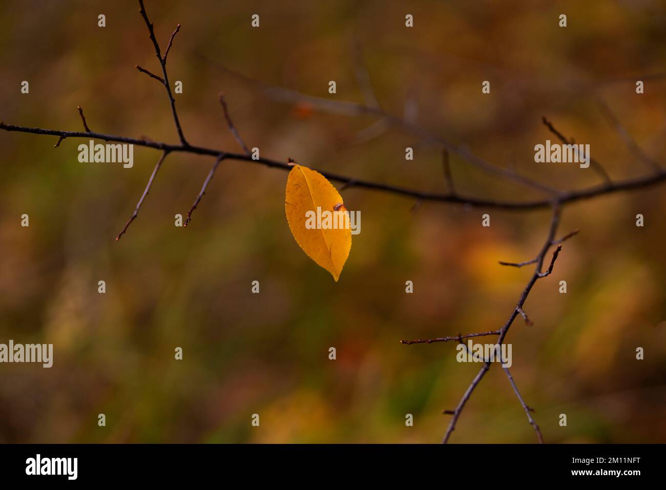 Beginning of autumn, beautiful yellow discolored leaves on a deciduous ...
