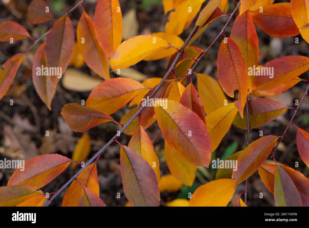 Beautiful colorfully discolored leaves on a deciduous tree hi-res stock ...