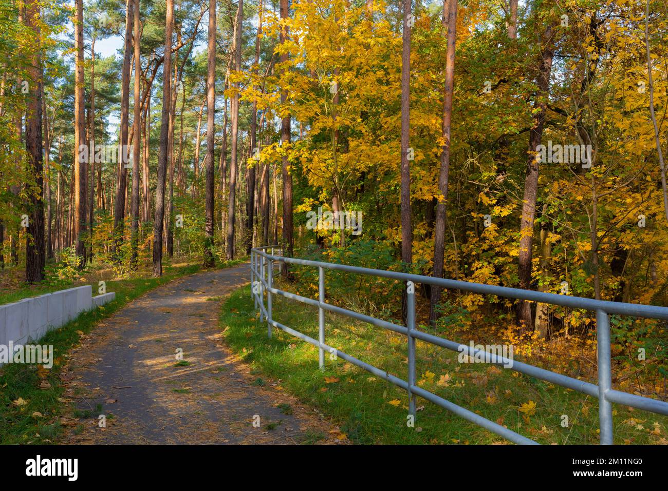 The beginning of autumn, cycle path in nature, the first leaves on the ...