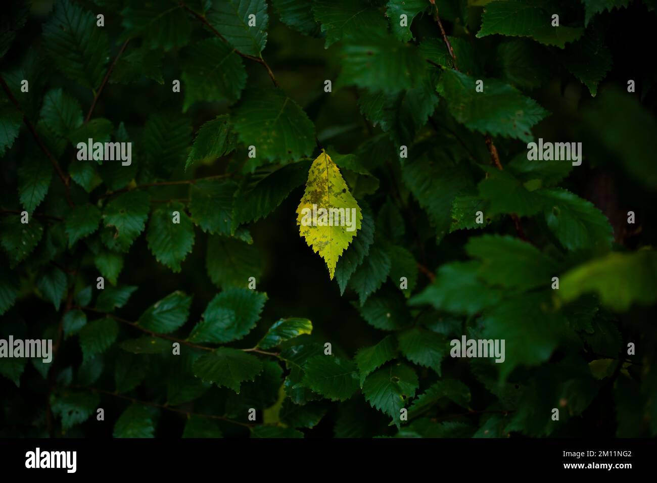 The beginning of autumn, the first leaves turn beautifully colourful ...