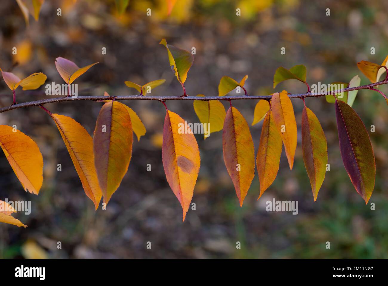 Beginning of autumn, beautiful colorfully discolored leaves on a ...