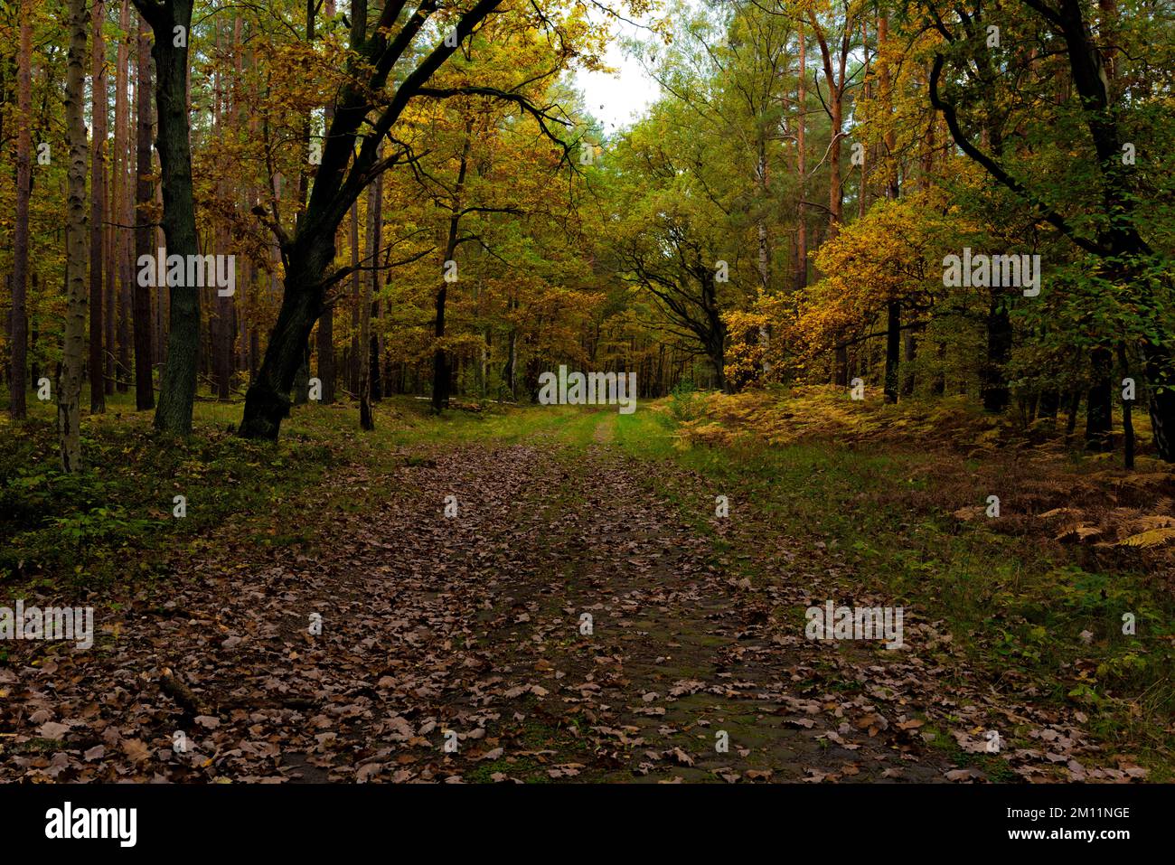 Beginning of autumn, forest path in Germany, the first leaves change ...