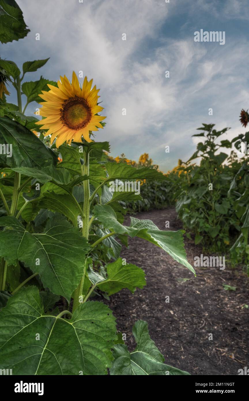 Through sunflower path hi-res stock photography and images - Alamy