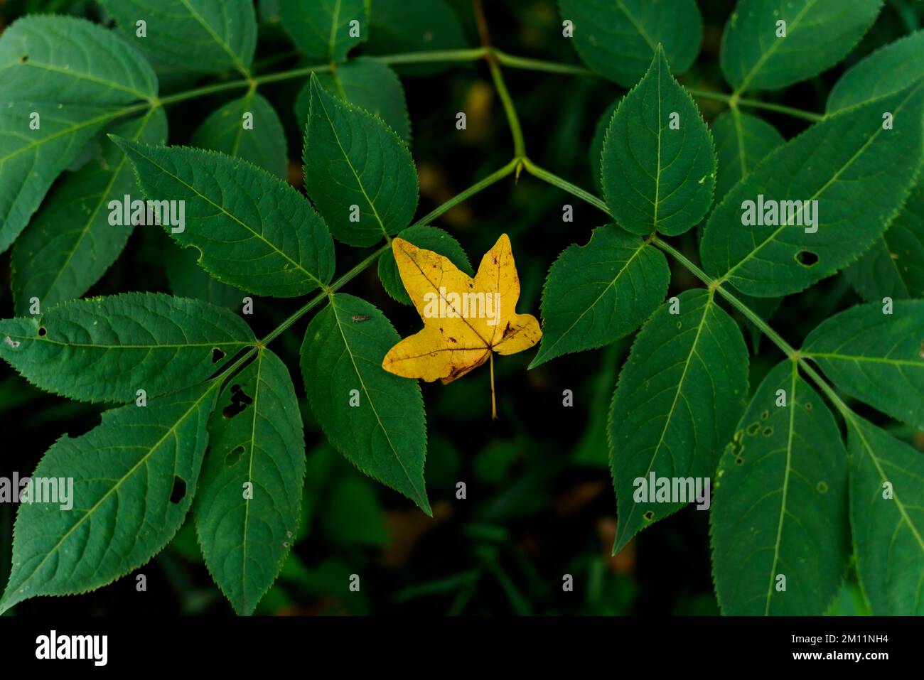 The first leaves turn beautifully colourful hi-res stock photography ...