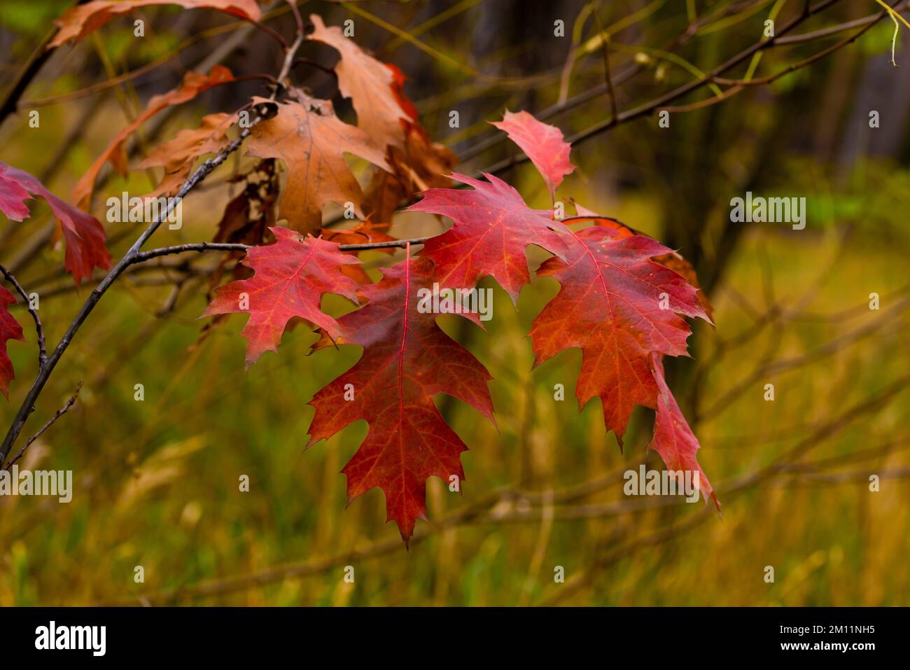 Red discolored leaves on a young oak tree in autumn Stock Photo - Alamy