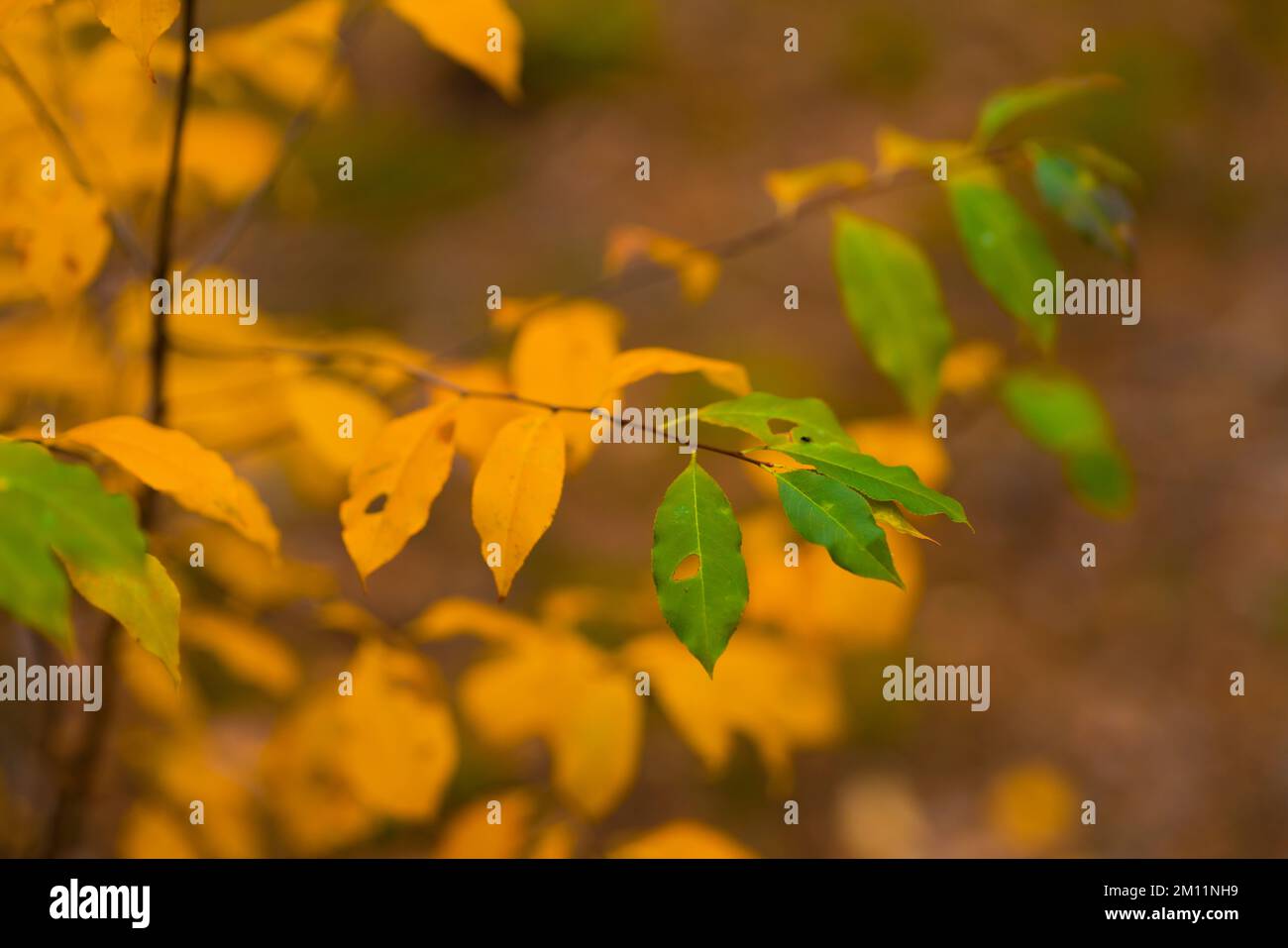 Yellow discolored leaves on a young deciduous tree in autumn hi-res ...