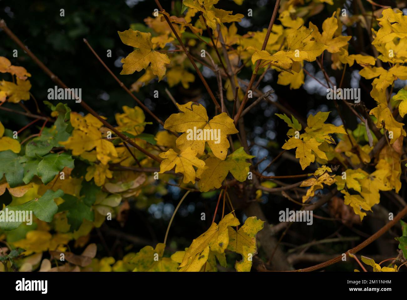 The first leaves turn beautifully colourful hi-res stock photography ...