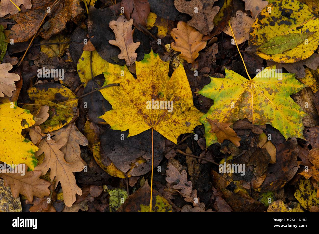 Autumn leaves lie on the wet ground in autumn Stock Photo - Alamy