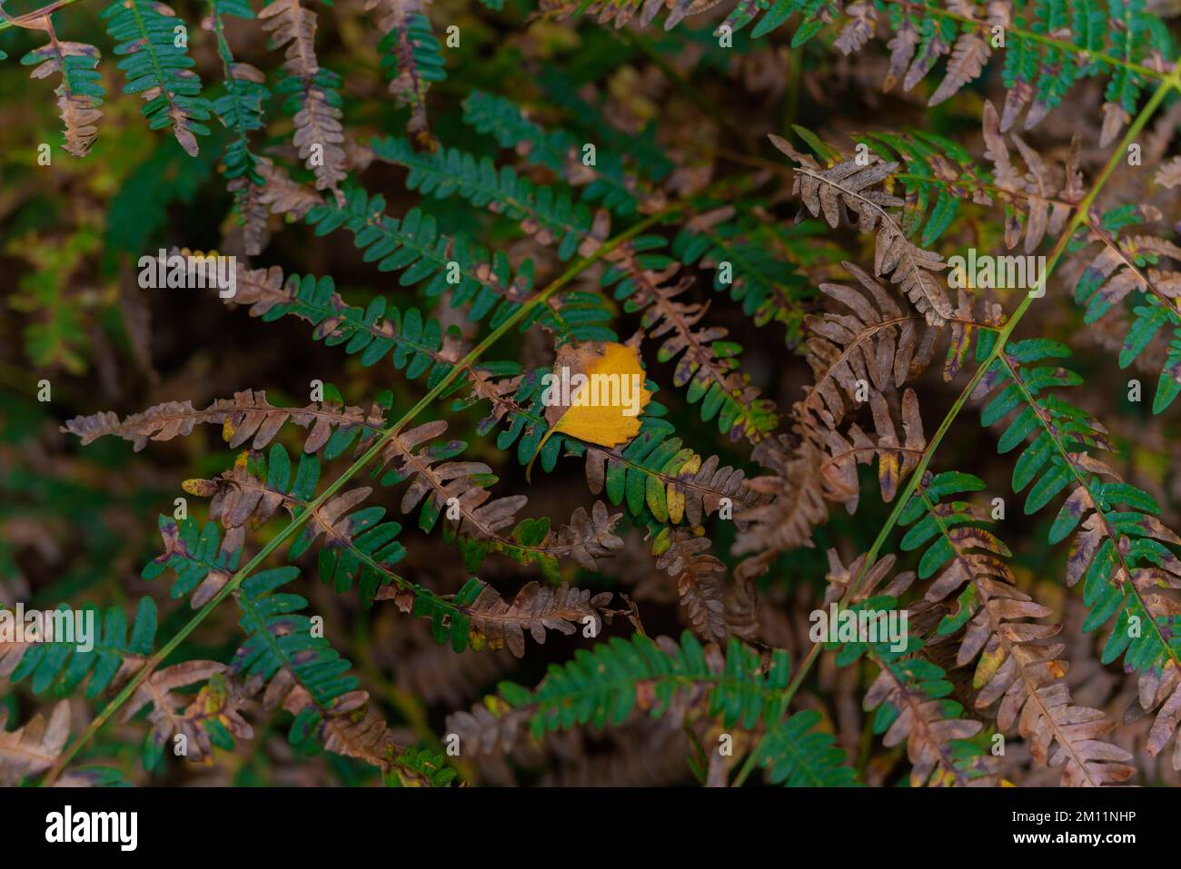 The beginning of autumn, the first leaves turn beautifully colourful ...