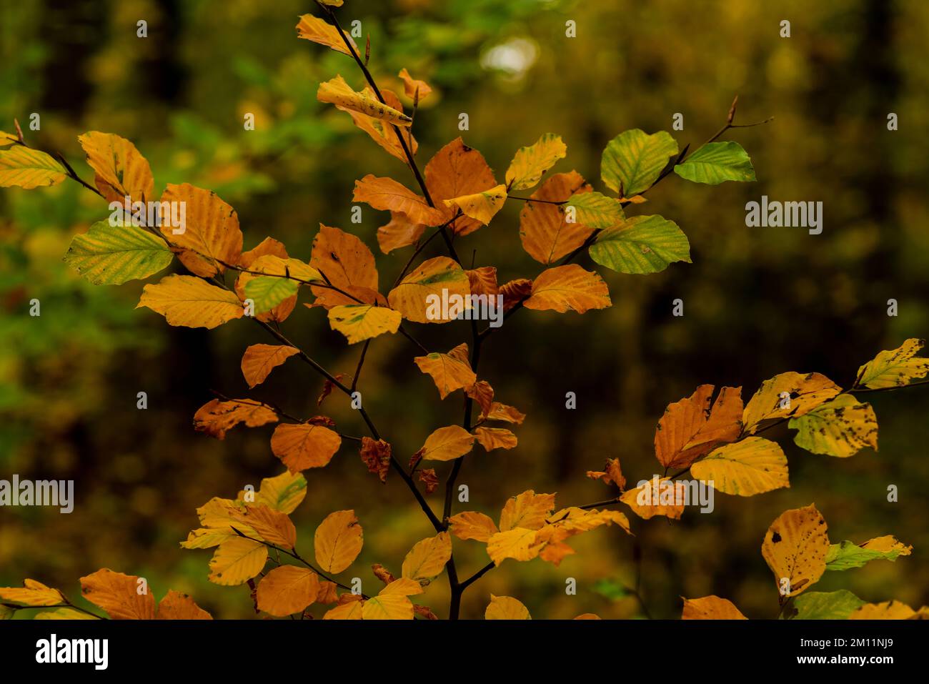 Small young beech tree in autumn in the forest with very nicely ...