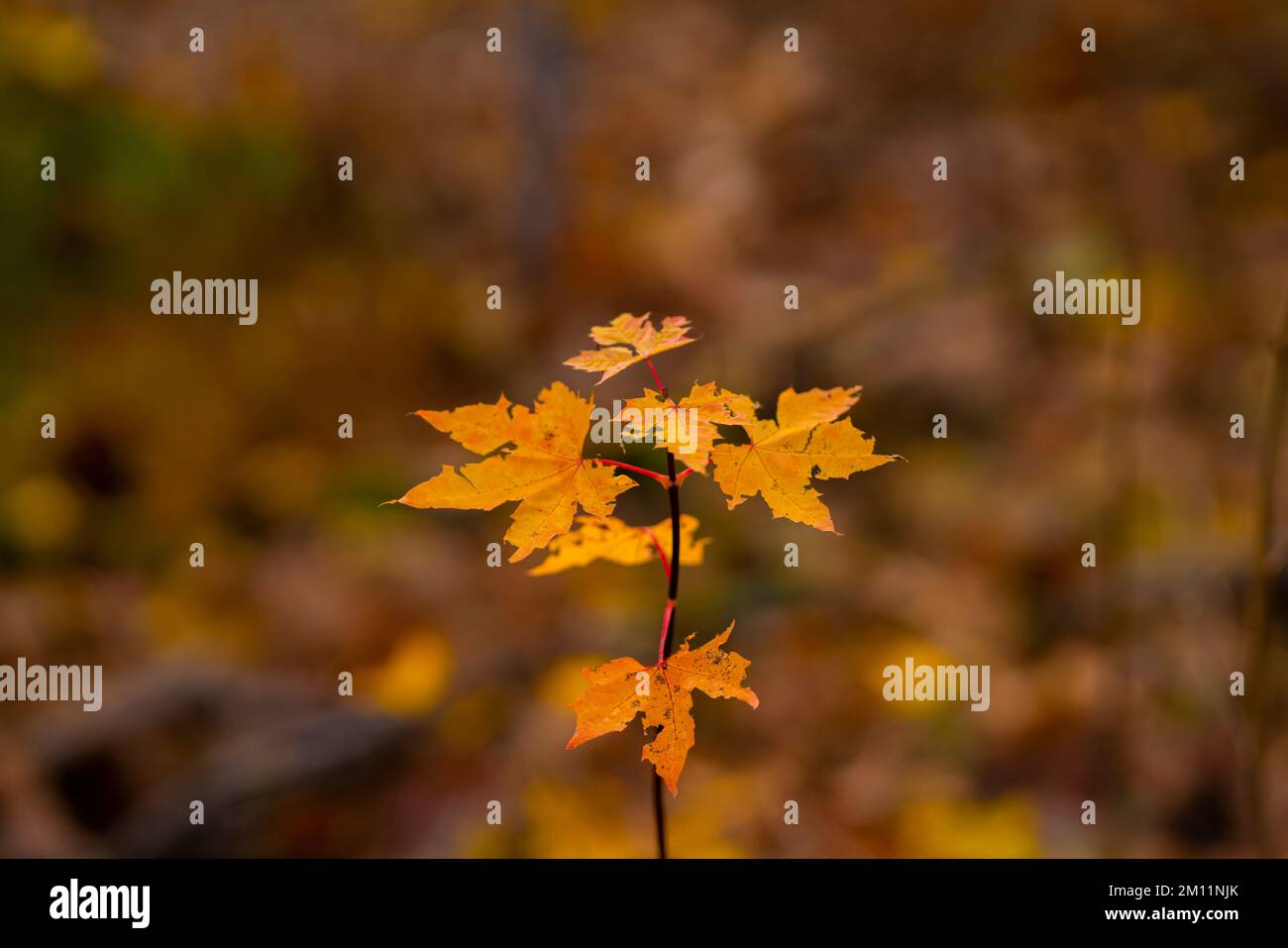 Small orange tree hi-res stock photography and images - Alamy