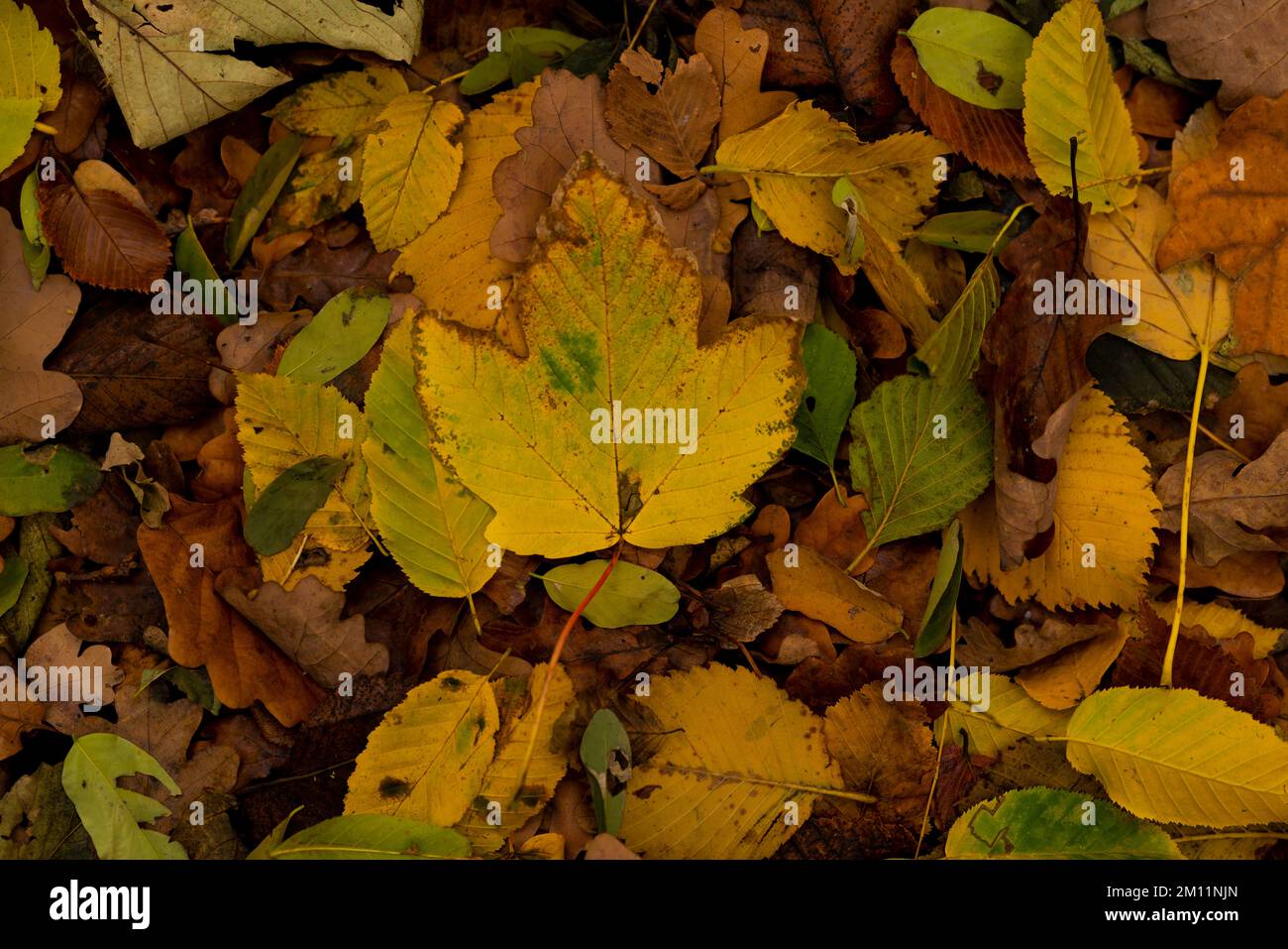 Autumn leaves lie on the wet ground in autumn Stock Photo - Alamy