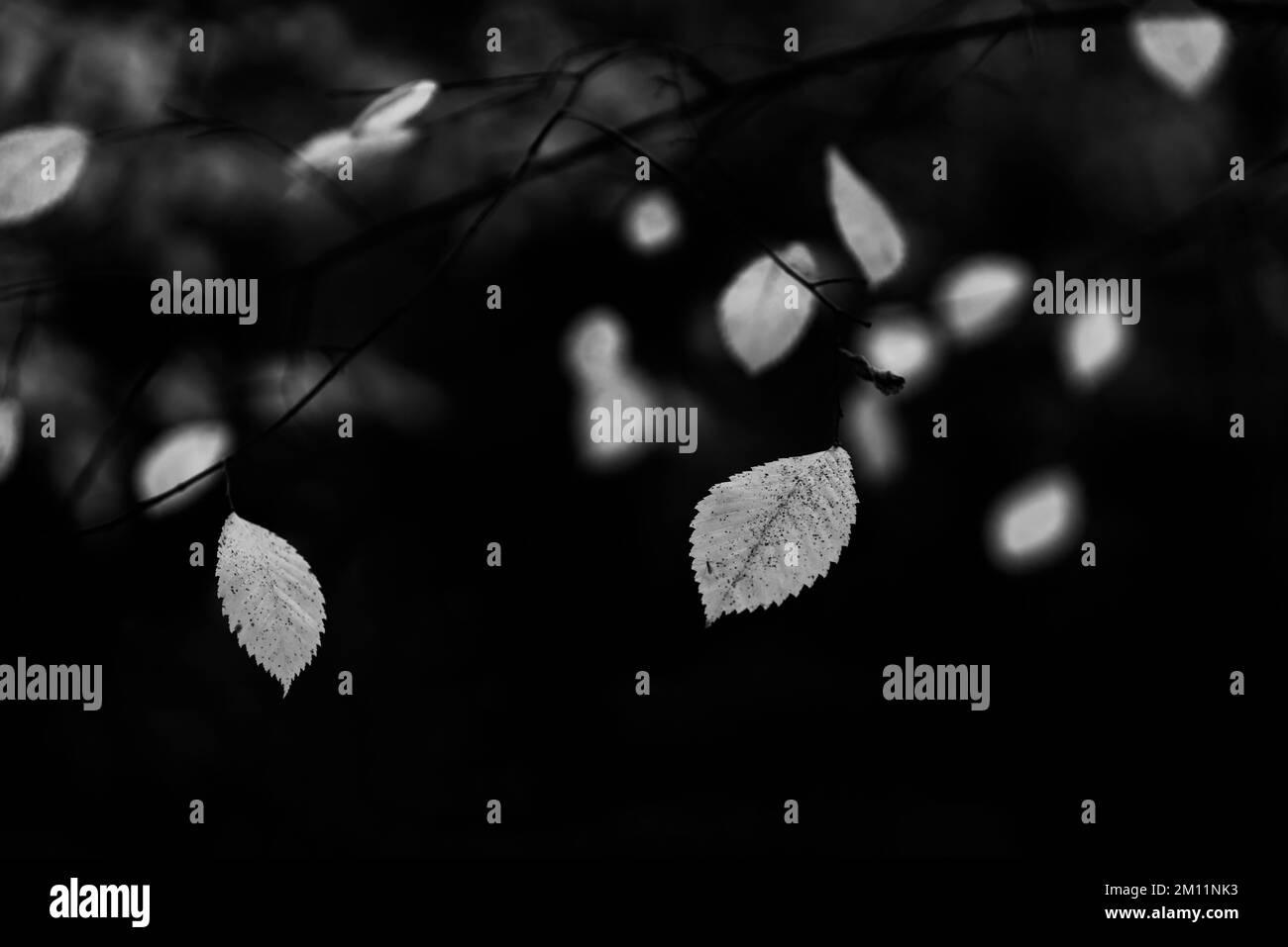 Small young deciduous tree in autumn in the forest hi-res stock ...