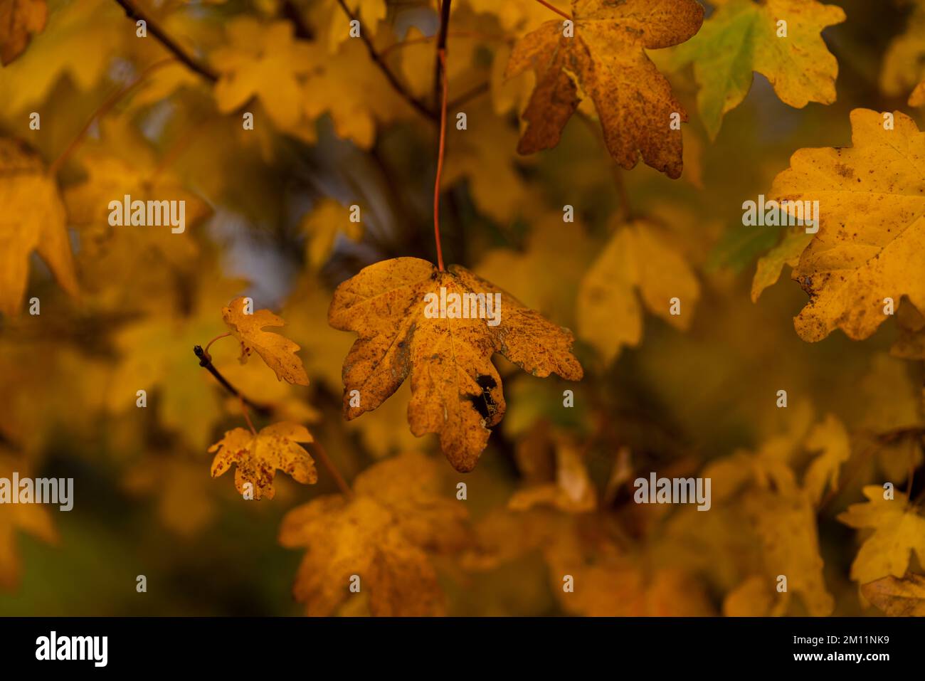 Beautiful orange discolored leaves on a maple tree in autumn, very ...